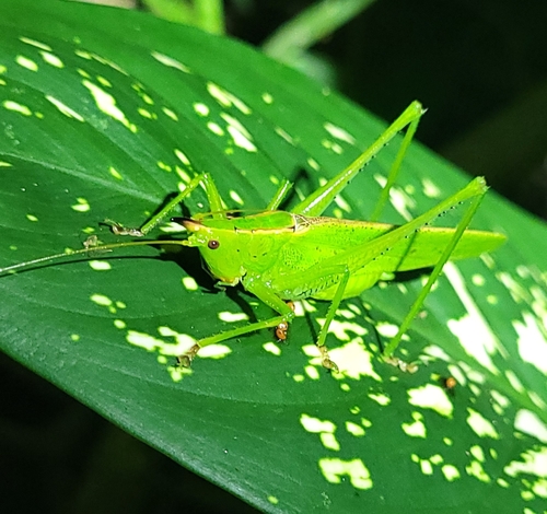 Neoconocephalus lancifer · iNaturalist