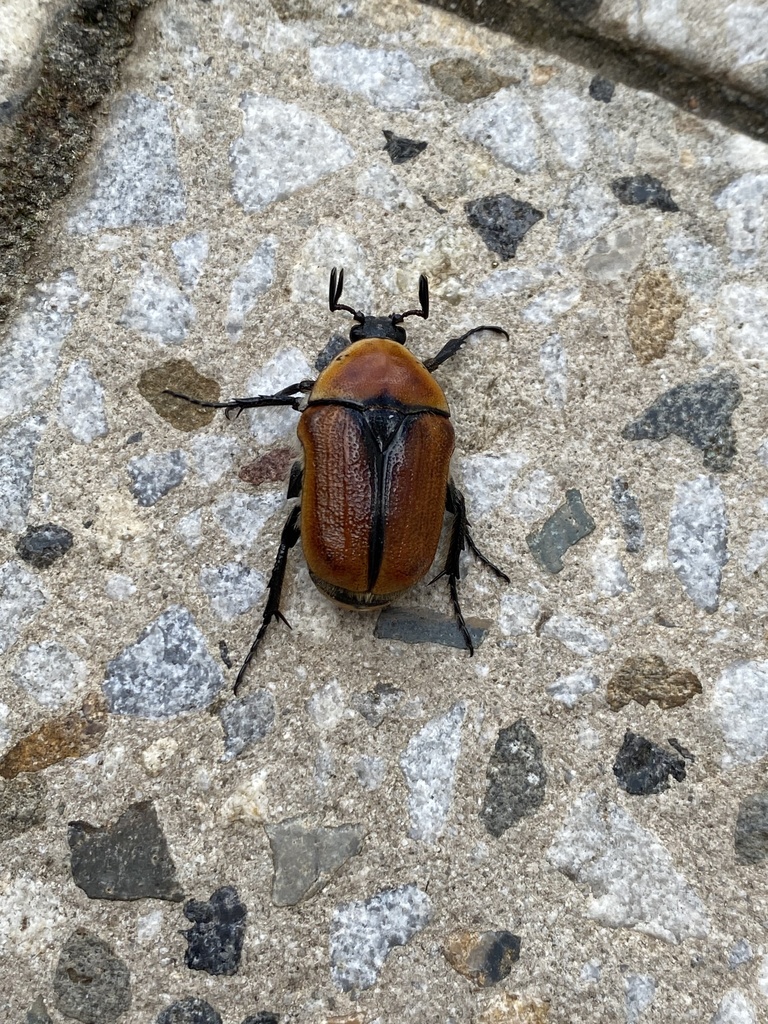 Schizorhinini from Flinders University, Bedford Park, SA, AU on March ...