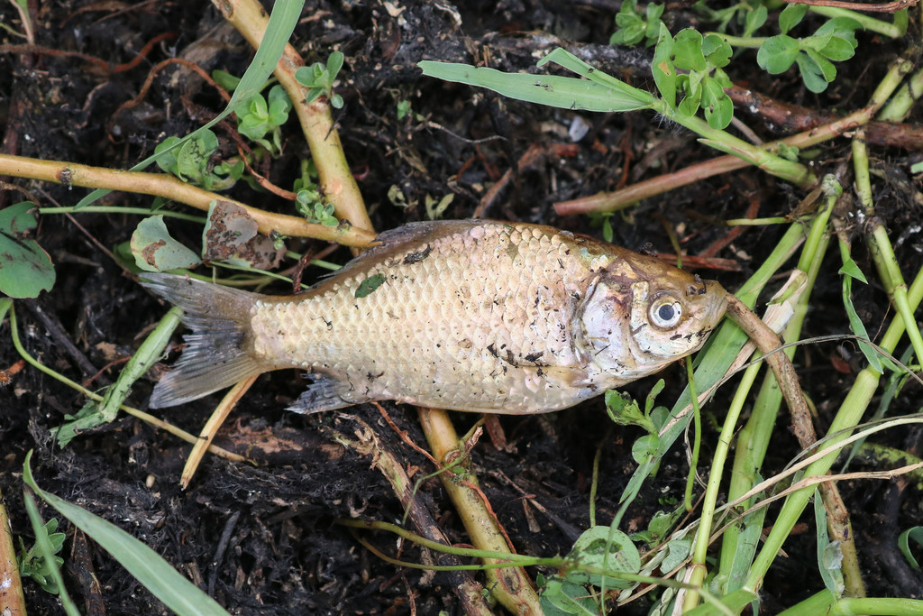 Goldfish from Lockyer Waters QLD 4311, Australia on January 14, 2018 at ...