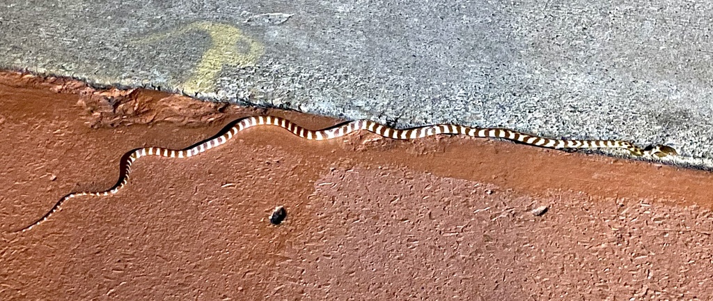 Brown Tree Snake from Groote Island, Alyangula, NT, AU on March 21 ...