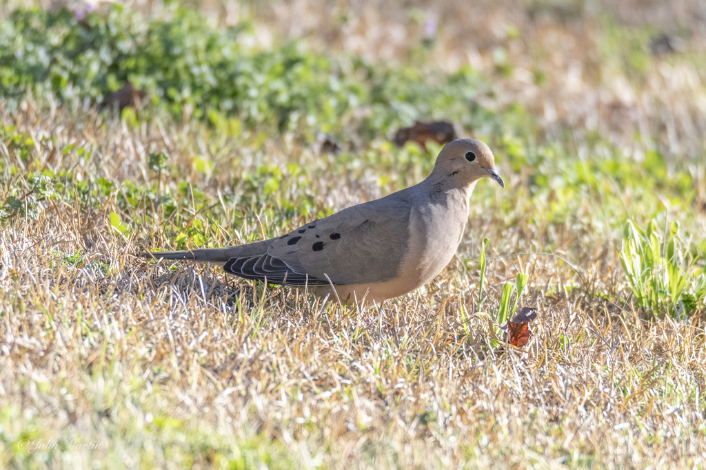 Mourning Dove from Rutledge Acres, Gaffney, SC, USA on March 19, 2022 ...