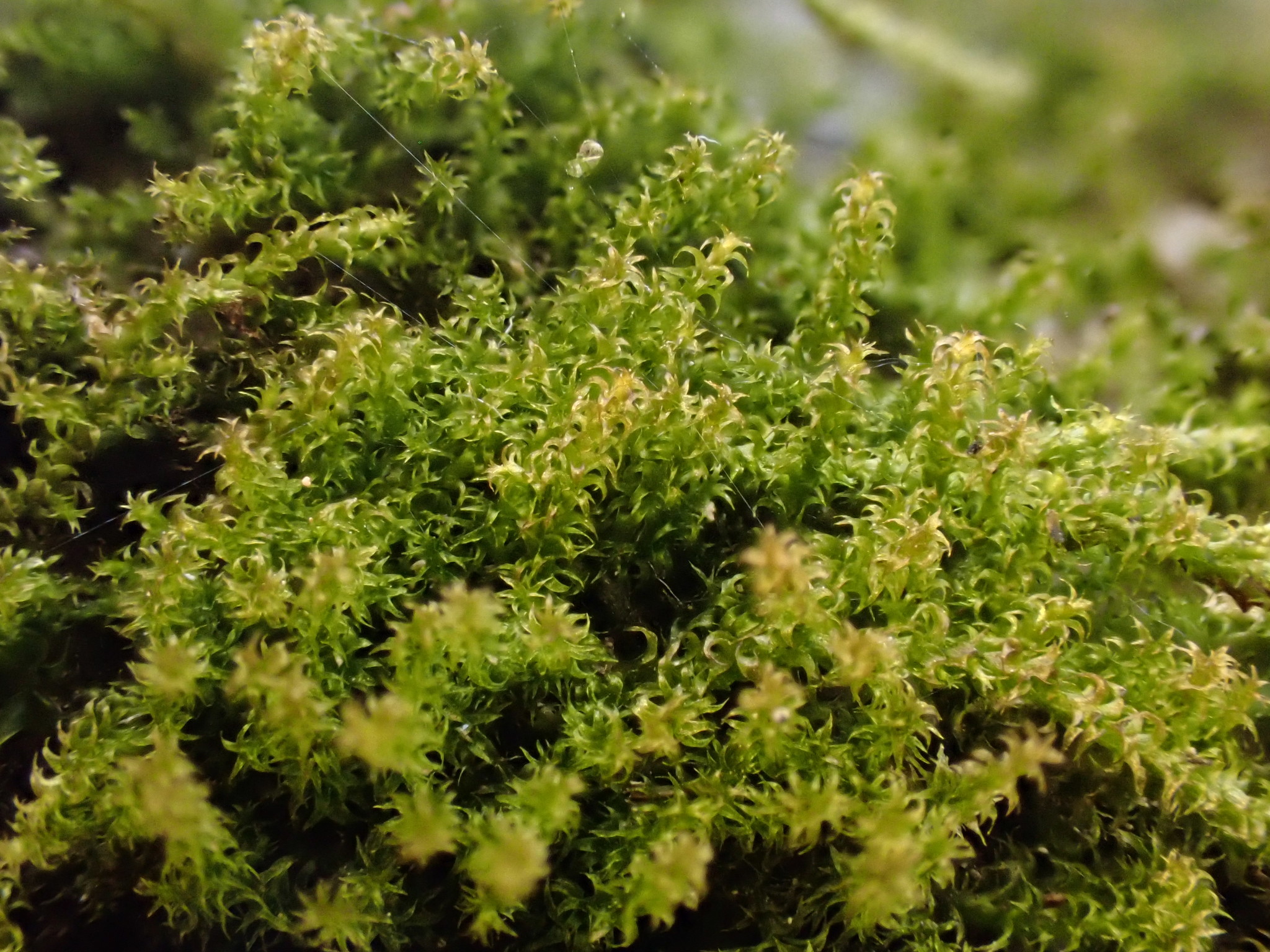 Campylophyllum halleri Fleischer, 1914