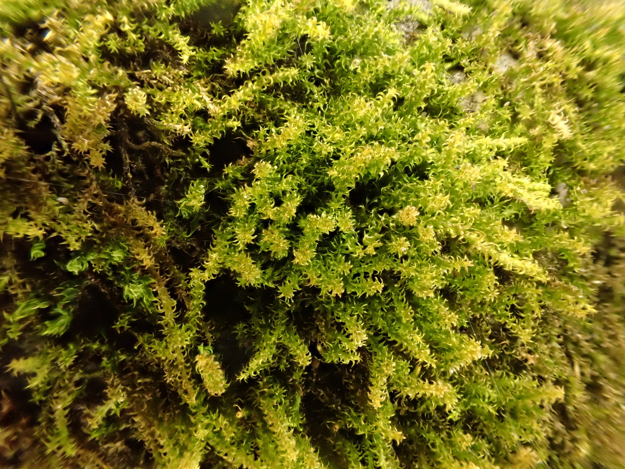 Campylophyllum halleri Fleischer, 1914