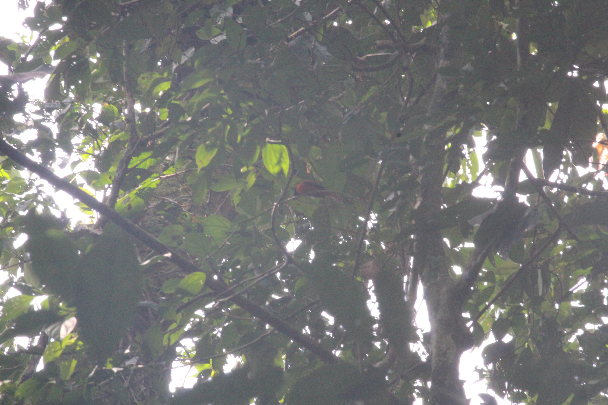 Terpsiphone rufiventer (Swainson, 1837)