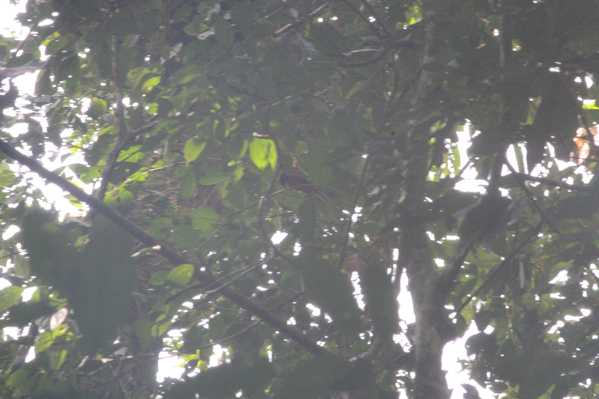 Terpsiphone rufiventer (Swainson, 1837)