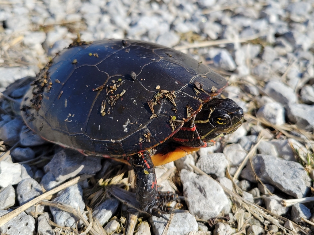Midland Painted Turtle from Oregon, OH 43616, USA on March 21, 2022 at ...