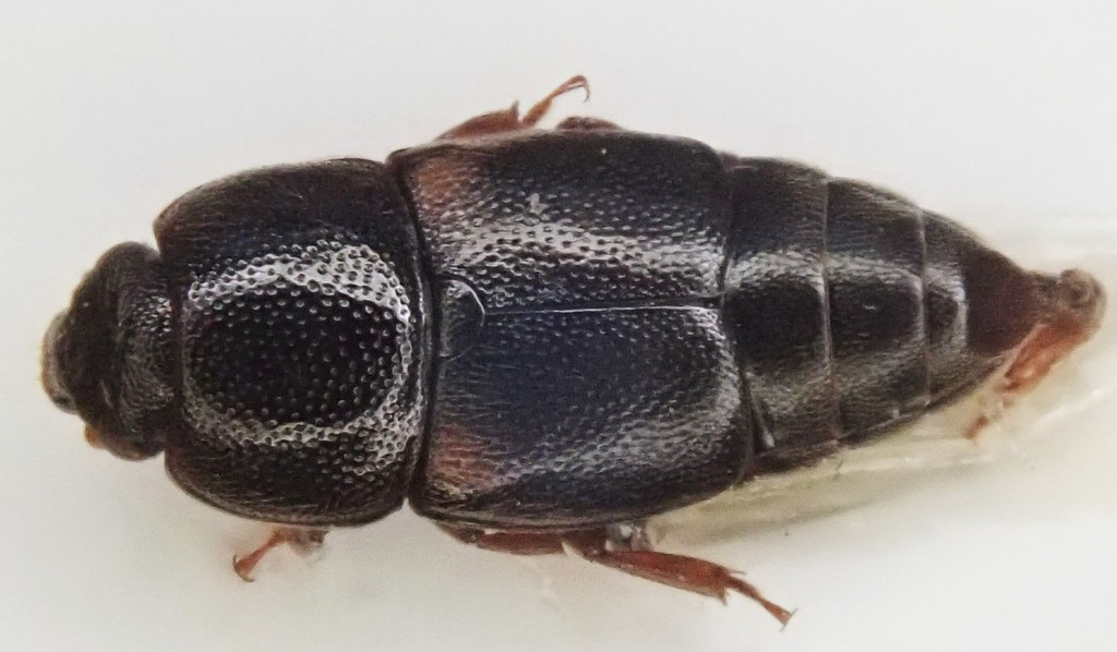 Urophorus humeralis in September 2021 by Eric Knopf · iNaturalist
