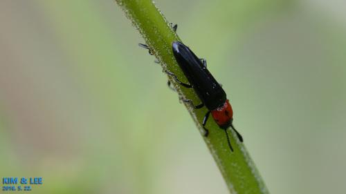 Género Tetraphala · iNaturalist Mexico