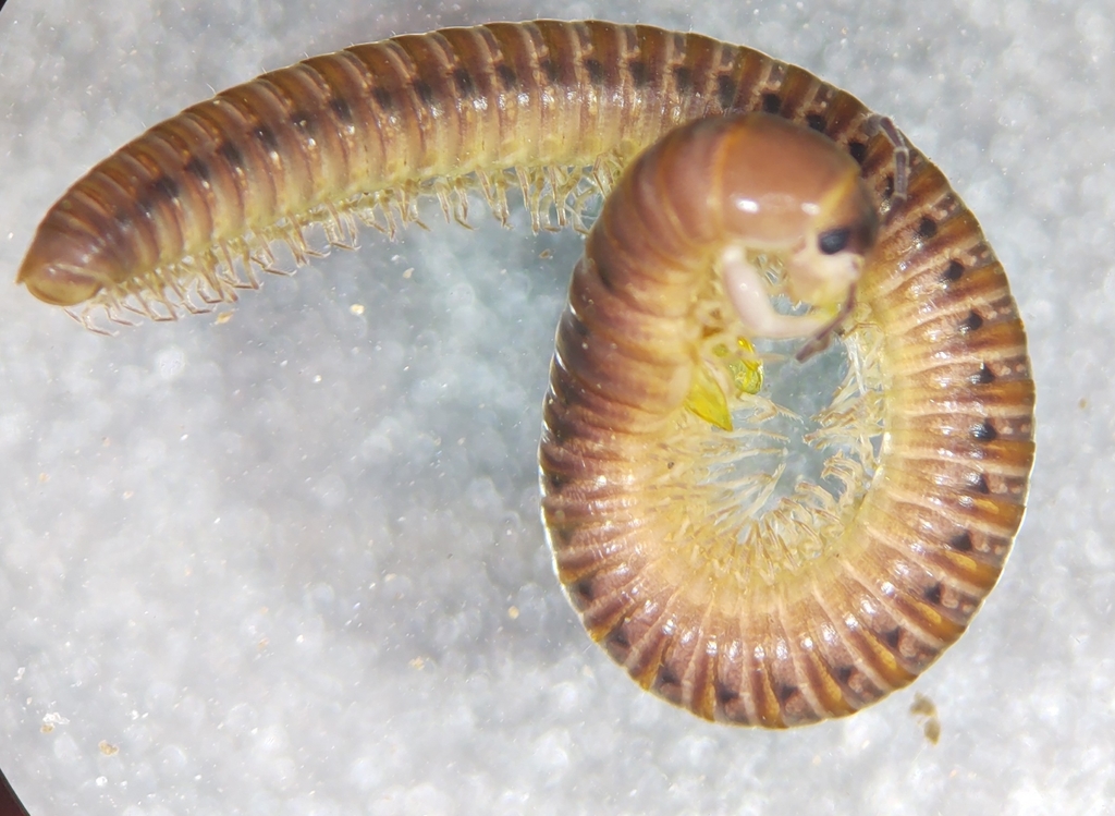 Oriulus venustus from Atlanta, GA 30329, USA on March 15, 2022 at 10:28 ...