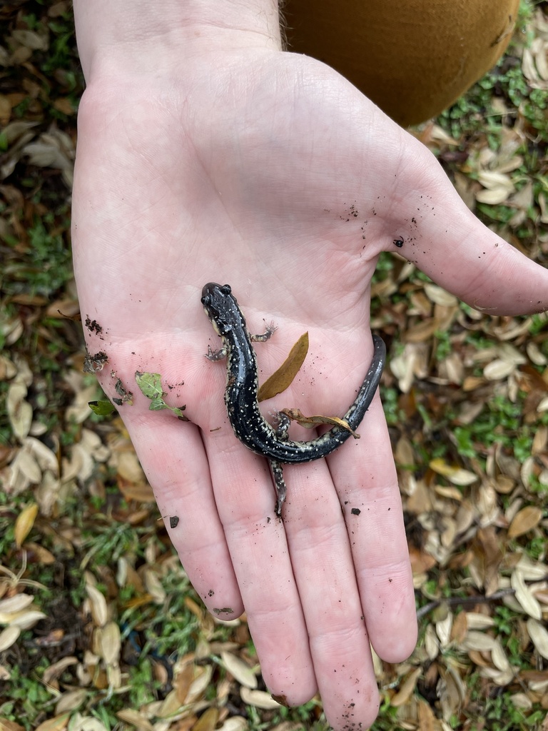 Western Slimy Salamander in March 2022 by edwardsjwe37 · iNaturalist