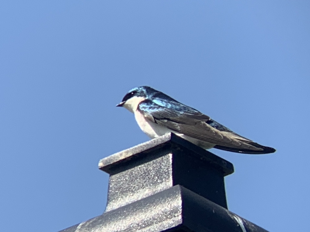 Tree Swallow from Ohio University - Golf Course, Athens, OH, US on ...
