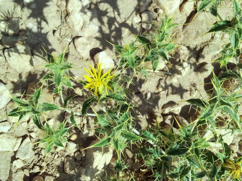 jeweled distaff thistle (Carthamus oxyacanthus) · iNaturalist
