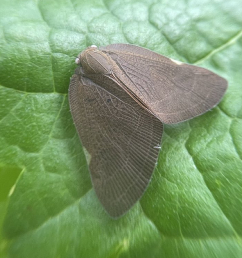 Ricania sublimata from 田代町鹿子殿, 名古屋市千種区, 愛知県, JP on September 20, 2021 ...
