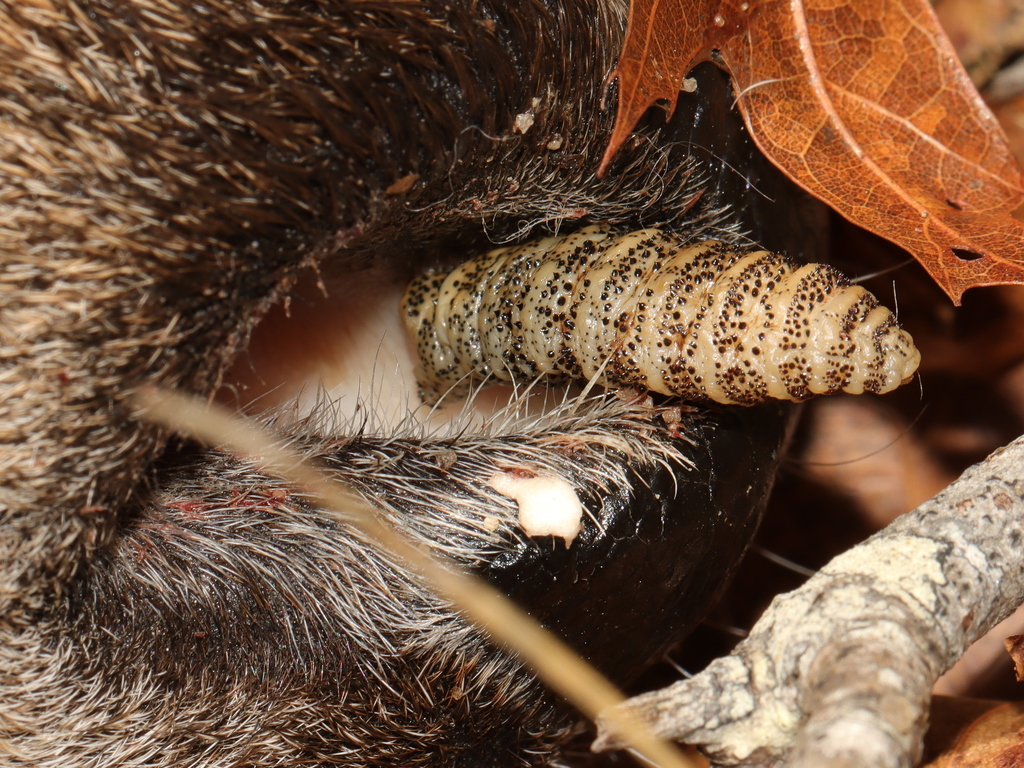 Cephenemyia phobifer from Restricted Access: Camp Edwards, Bourne, MA ...