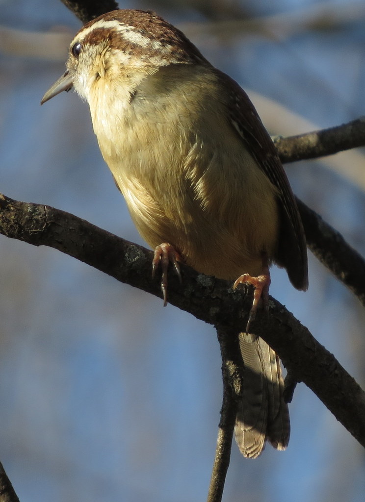 Carolina Wren from Austin, TX, USA on March 20, 2022 at 05:17 PM by ...