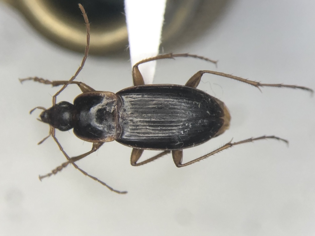 Calathus gregarius from Québec, Canada on August 5, 2020 at 01:27 PM by ...