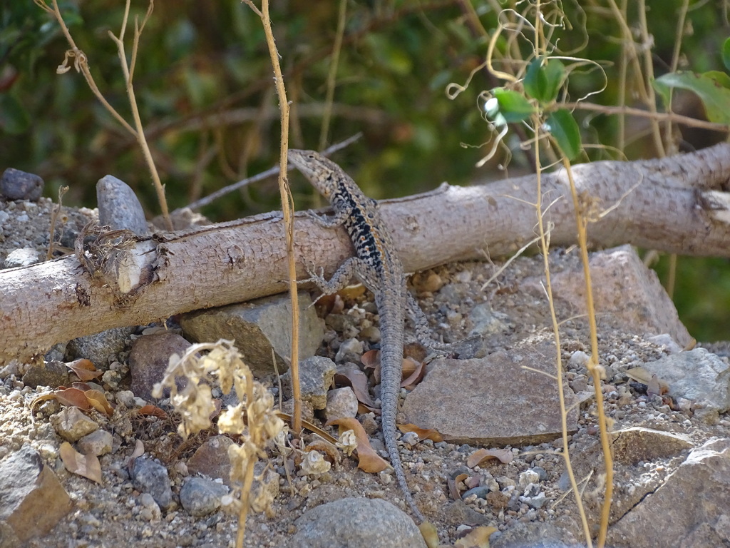 Braided Smooth-throated Lizard from Elqui, Coquimbo, Chile on March 14 ...