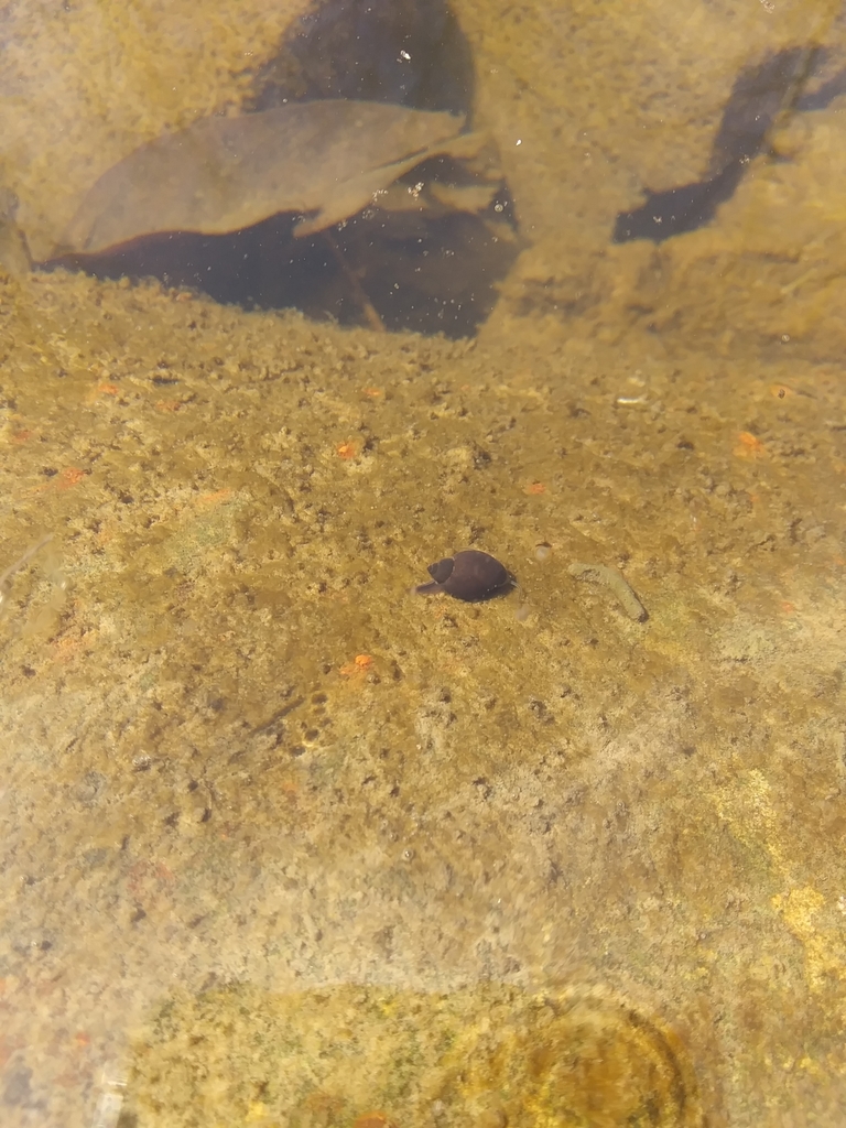 Bladder Snails from Spencer Creek Township, MO, USA on March 21, 2022 ...