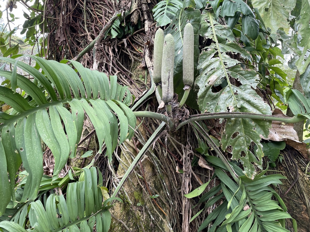 Monstera tenuis from Talamanca, Limon, CR on March 21, 2022 at 12:16 PM ...