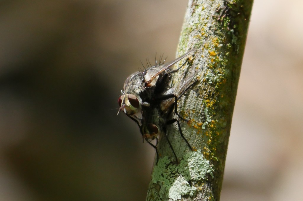 Bristle Flies from Alachua County, FL, USA on March 17, 2022 at 01:43 ...