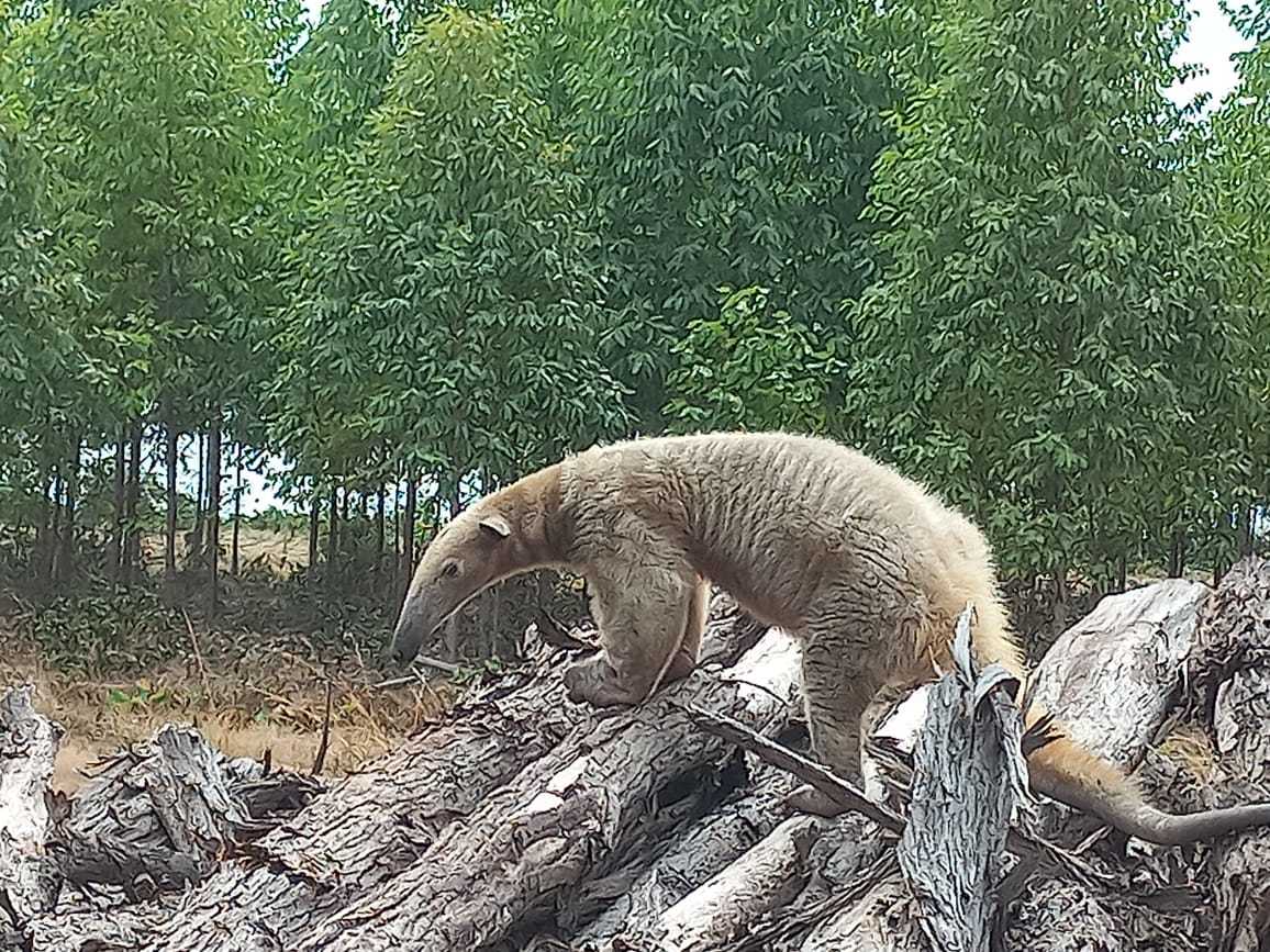 Tamandua tetradactyla (Linnaeus, 1758)