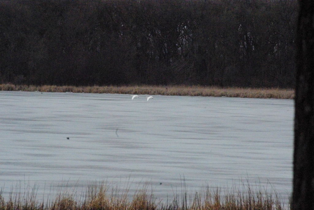 Trumpeter Swan from Steele County, MN, USA on March 19, 2022 at 09:23 ...