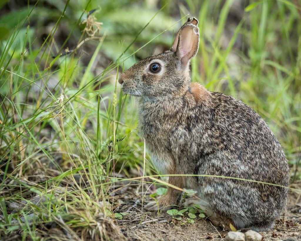 Eastern Cottontail from Grayson County, TX, USA on May 21, 2018 at 08: ...