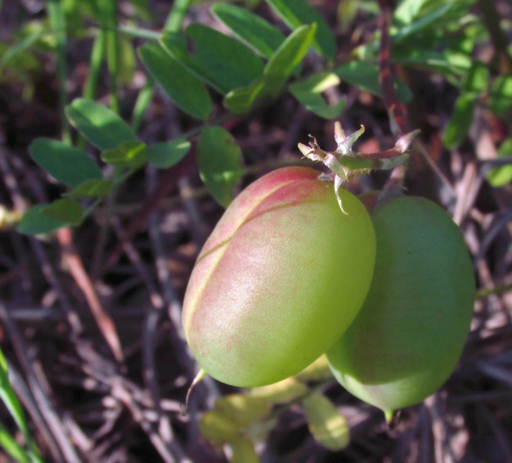 Ground-plum (Astragalus crassicarpus) - Botanical Realm