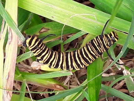 Southern Monarch from San Francisco, Córdoba, Argentina on March 21 ...