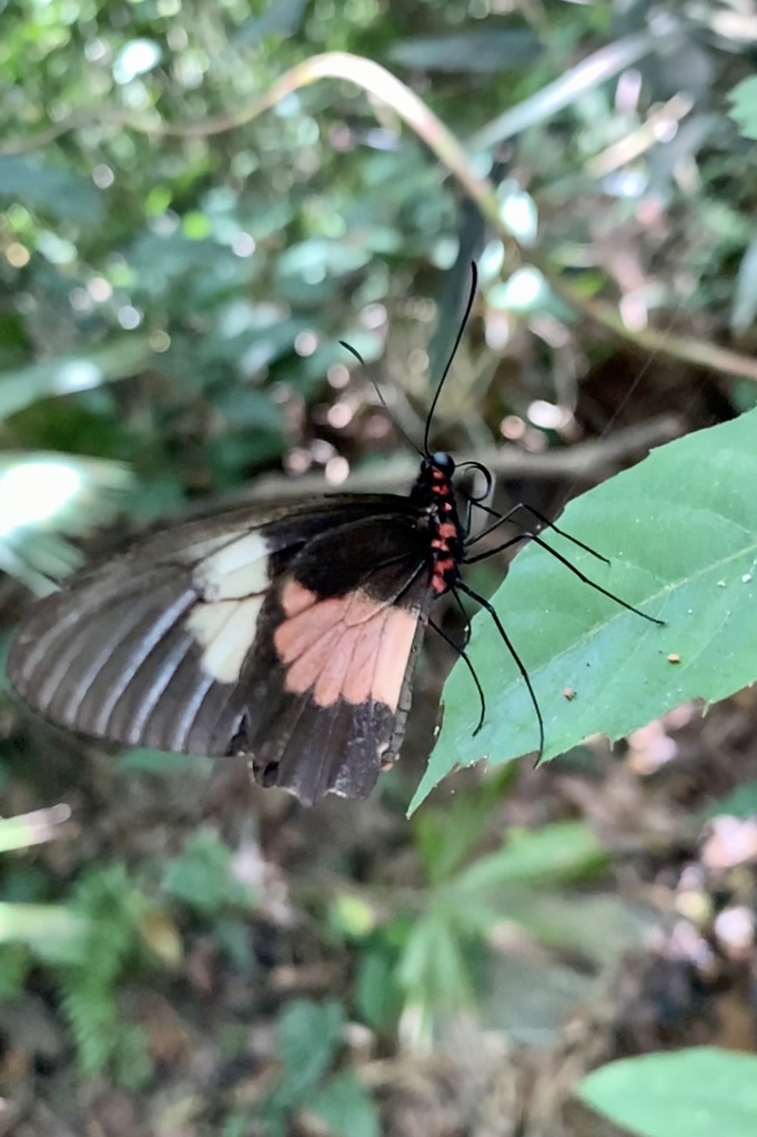 Wedge-spotted Cattleheart from Santa Marta, Departamento del Magdalena ...