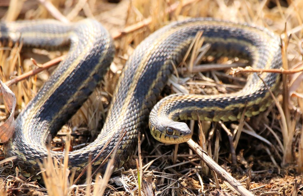 Plains Garter Snake from Rice Lake, Dupage County, IL, USA on March 21 ...