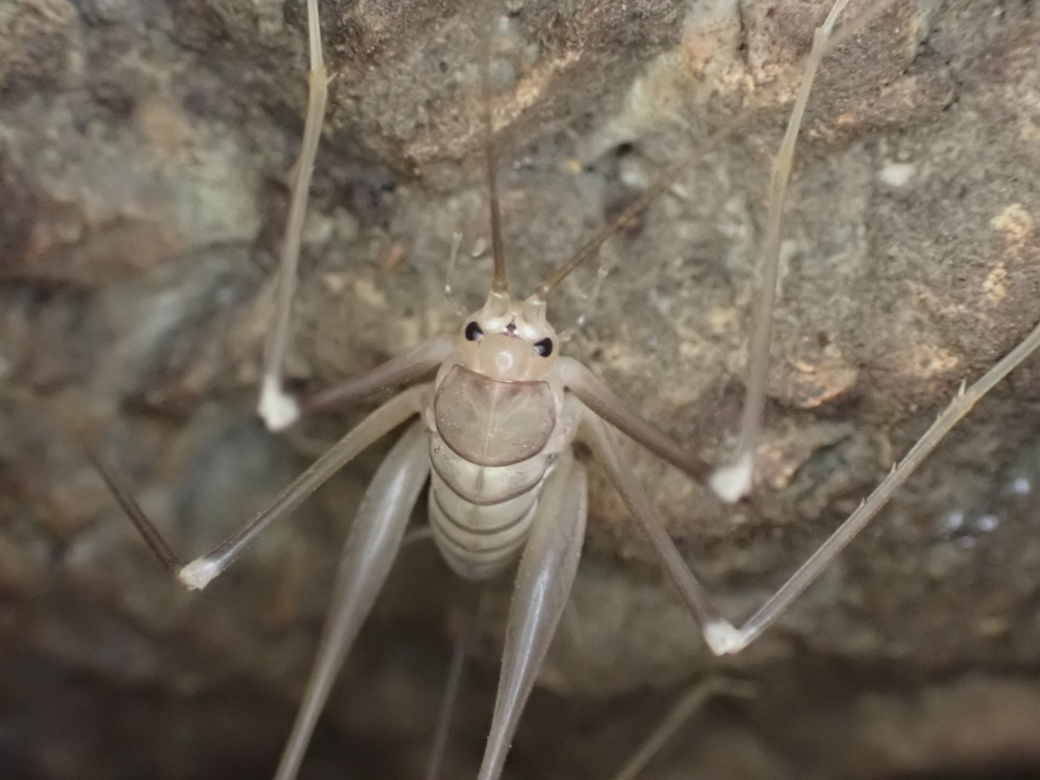 Dolichopoda linderii (Dufour, 1861)