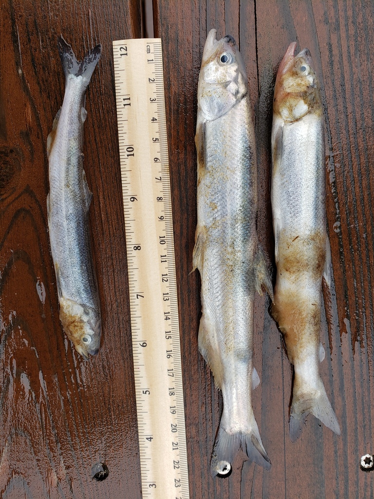 Eulachon (Thaleichthys pacificus) - Marine Life Identification