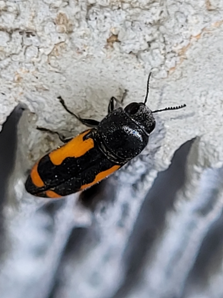 Texas Redbud Borer in March 2022 by aprilsee. On Texas Red Bud ...