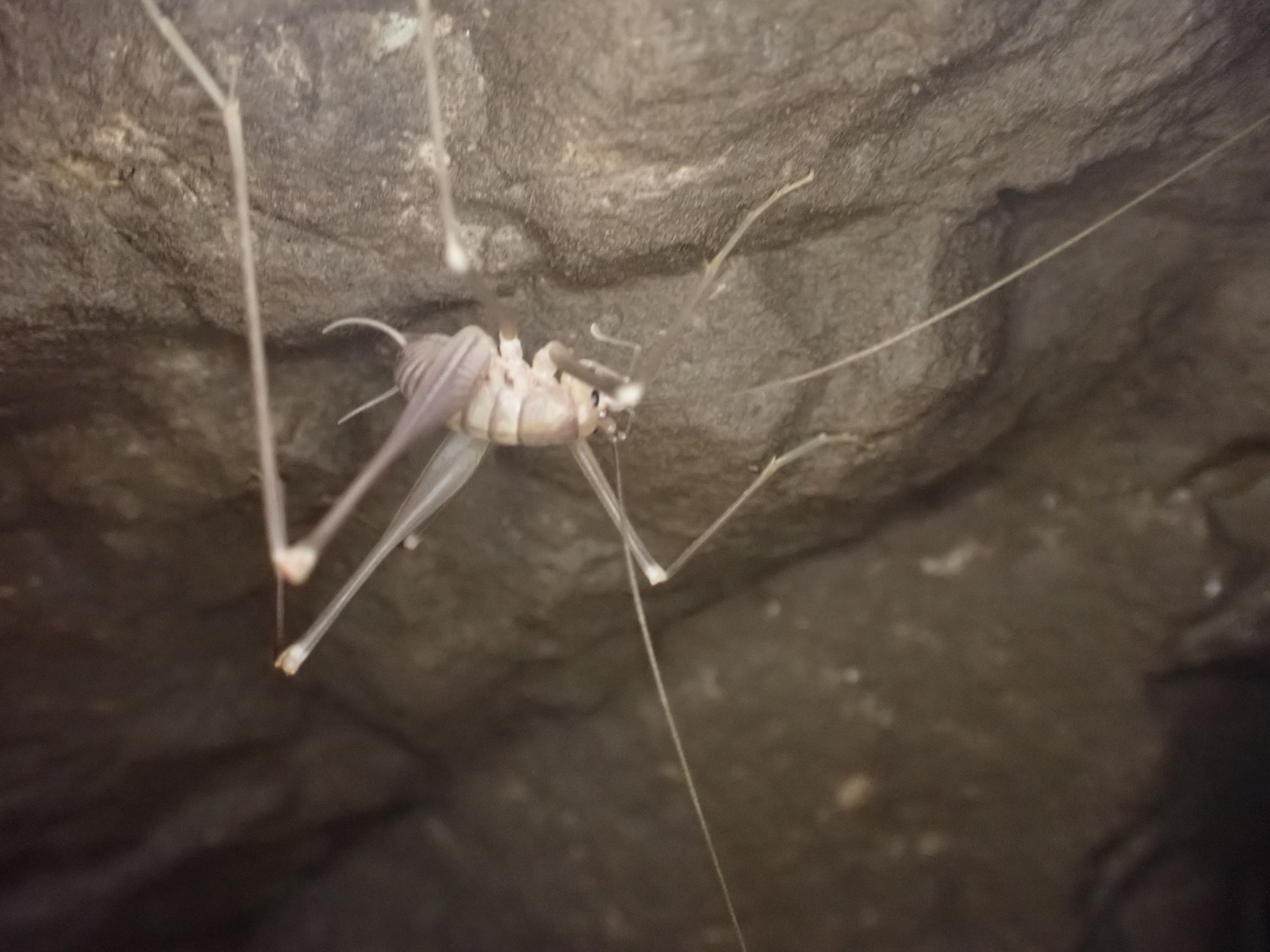 Dolichopoda linderii (Dufour, 1861)