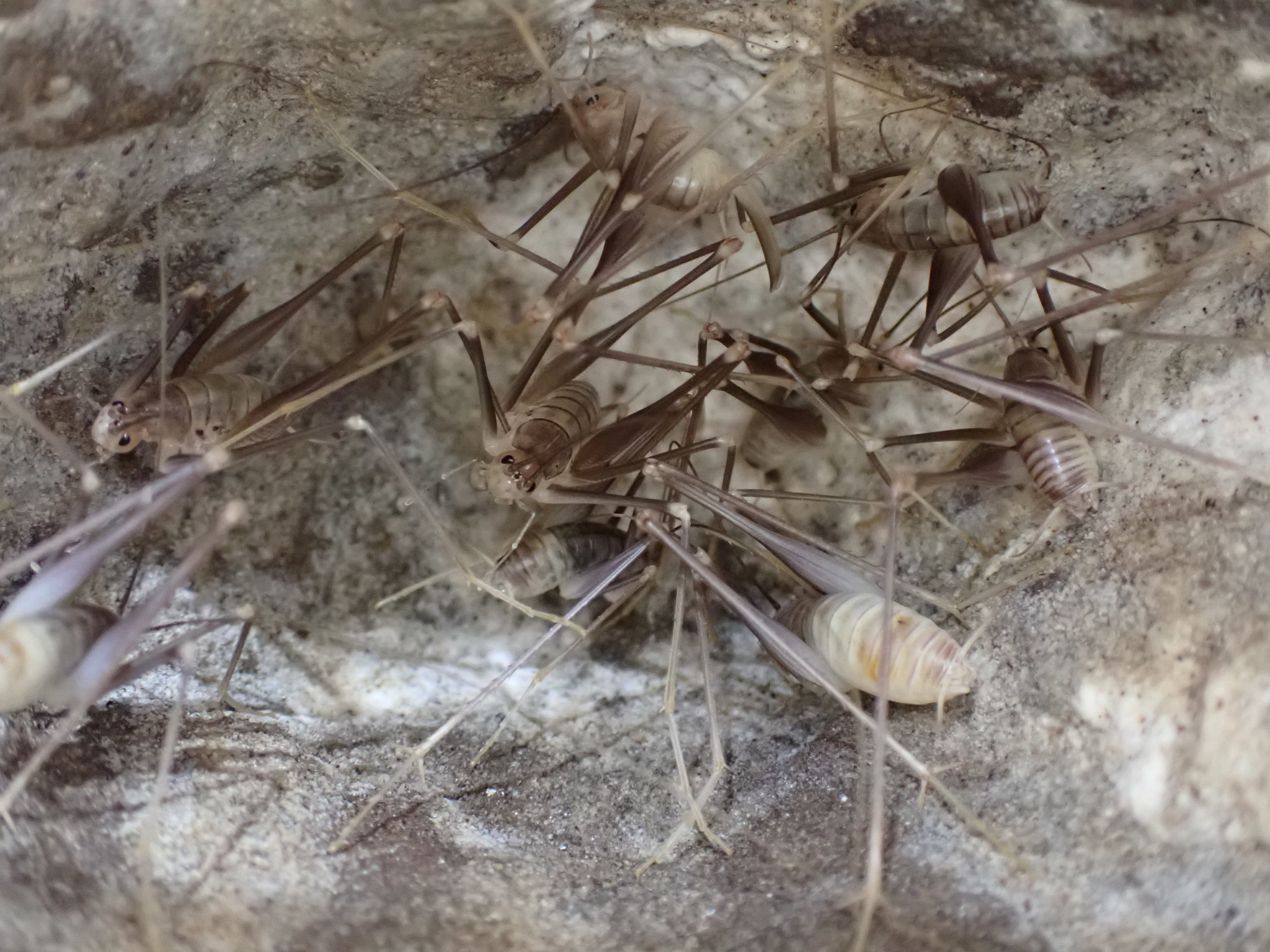 Dolichopoda linderii (Dufour, 1861)