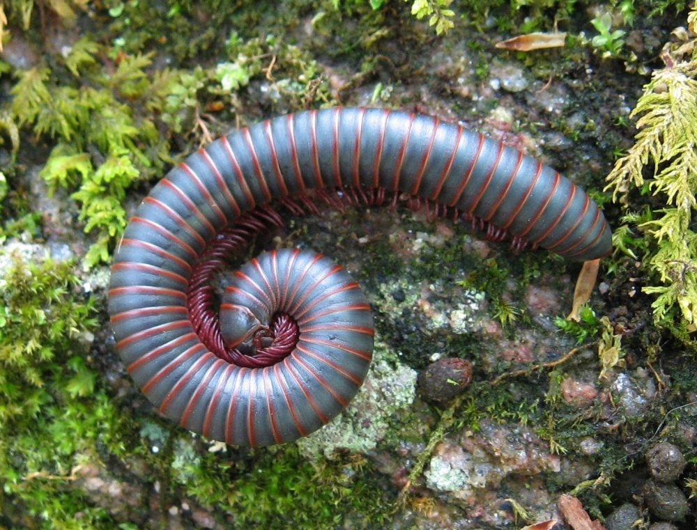 American Giant Millipede Complex from Tweed, ON, Canada on May 20, 2018 ...