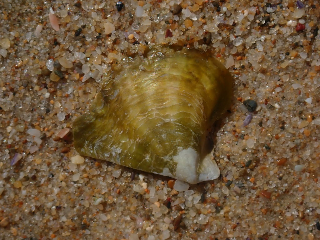 Pinctada from Barcoongere NSW 2460, Australia on March 21, 2022 at 02: ...