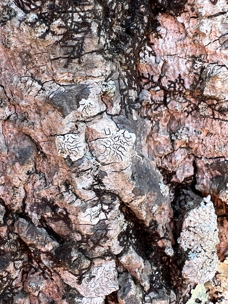 Common Script Lichen from Bear Island, Bethesda, MD, US on March 21 ...