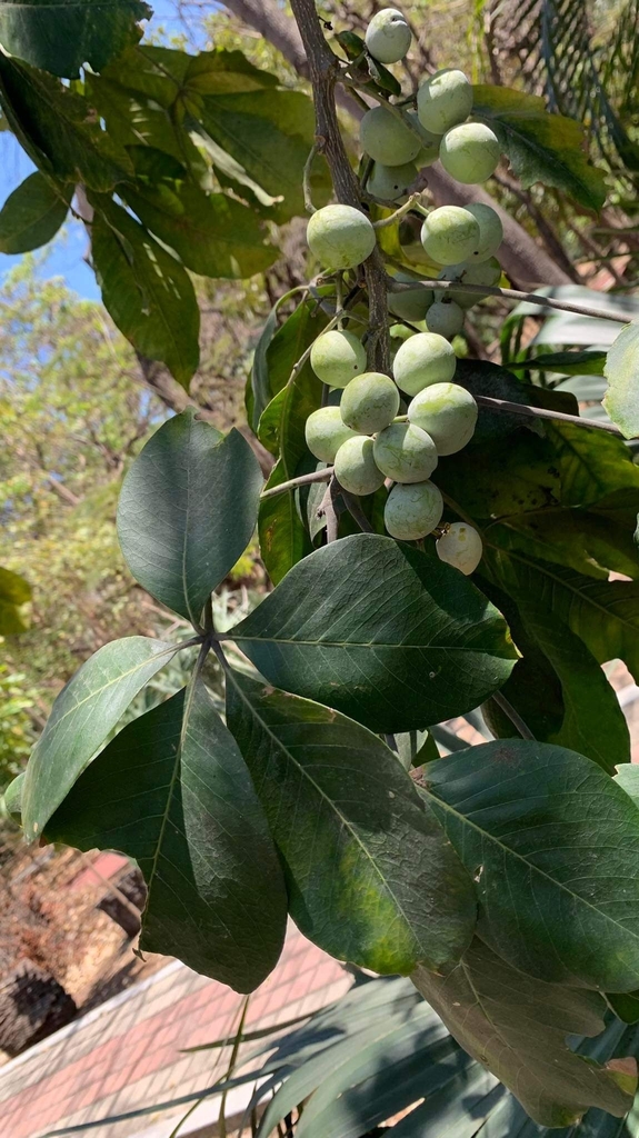Vitex gaumeri by Guillermo SG · iNaturalist