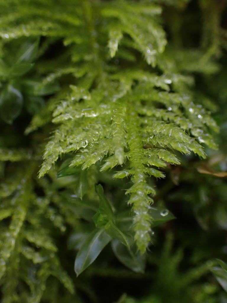 Oregon Beaked Moss from Comox Valley, BC, Canada on March 21, 2022 at ...