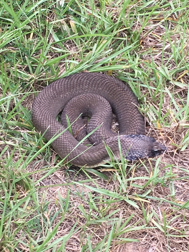 Eastern Hognose Snake from Montgomery County, TX, USA on June 21, 2017 ...