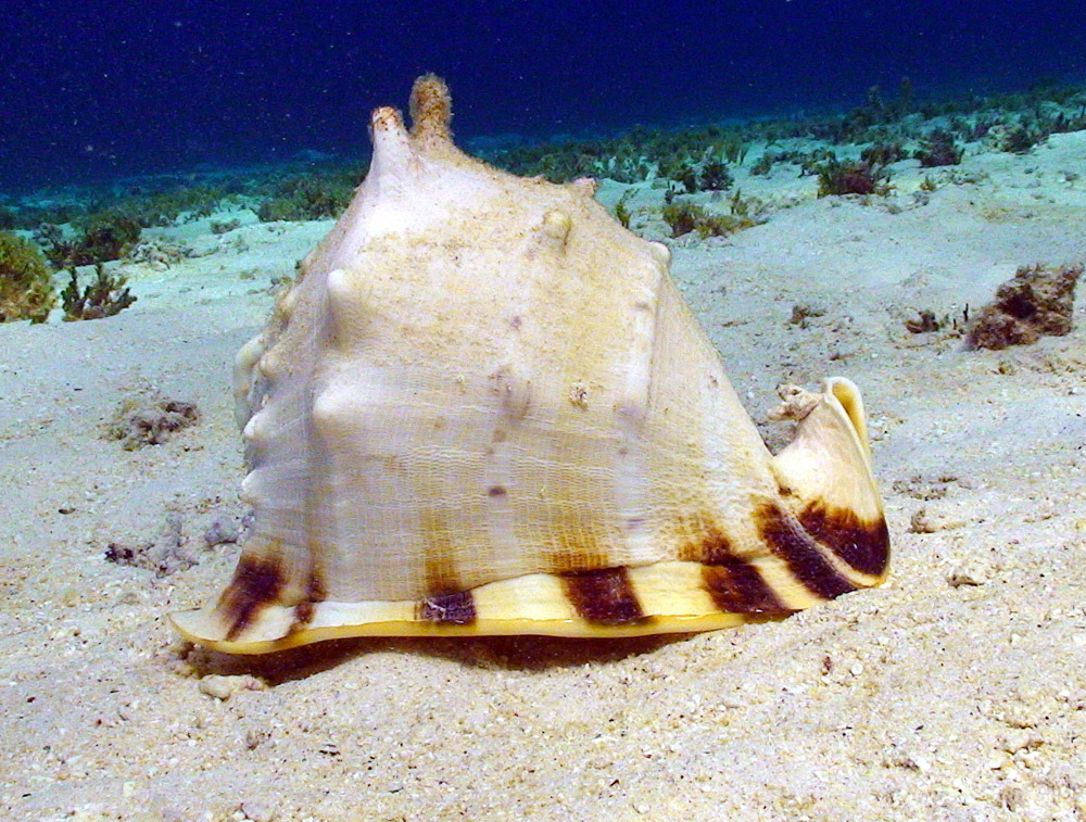 Horned Helmet Snail from Kwajalein Atoll, RMI on August 16, 2009 by ...