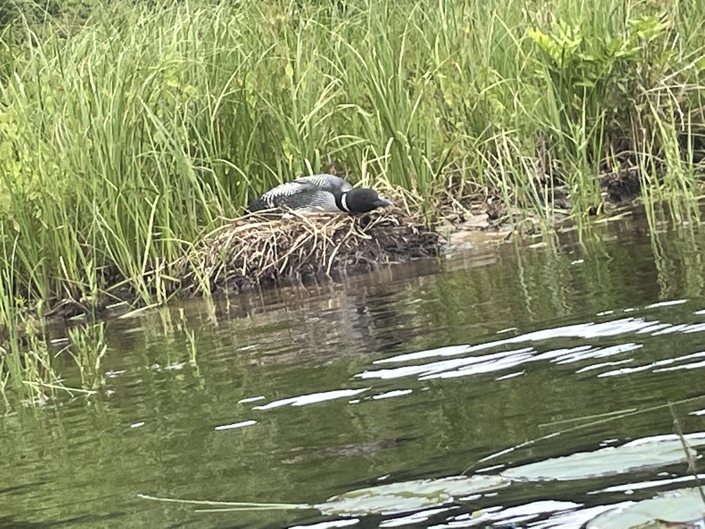 Common Loon from 319 old hollywood rd, Old forge, NY on July 31, 2021 ...