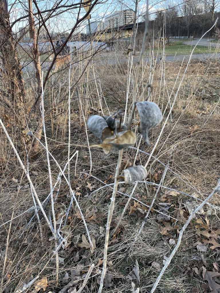 common milkweed from Senator Joseph Finnegan Park, Boston, MA, US on ...