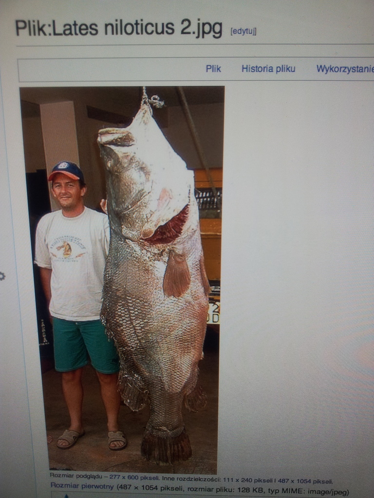 Nile Perch (Lates niloticus) - Marine Life Identification