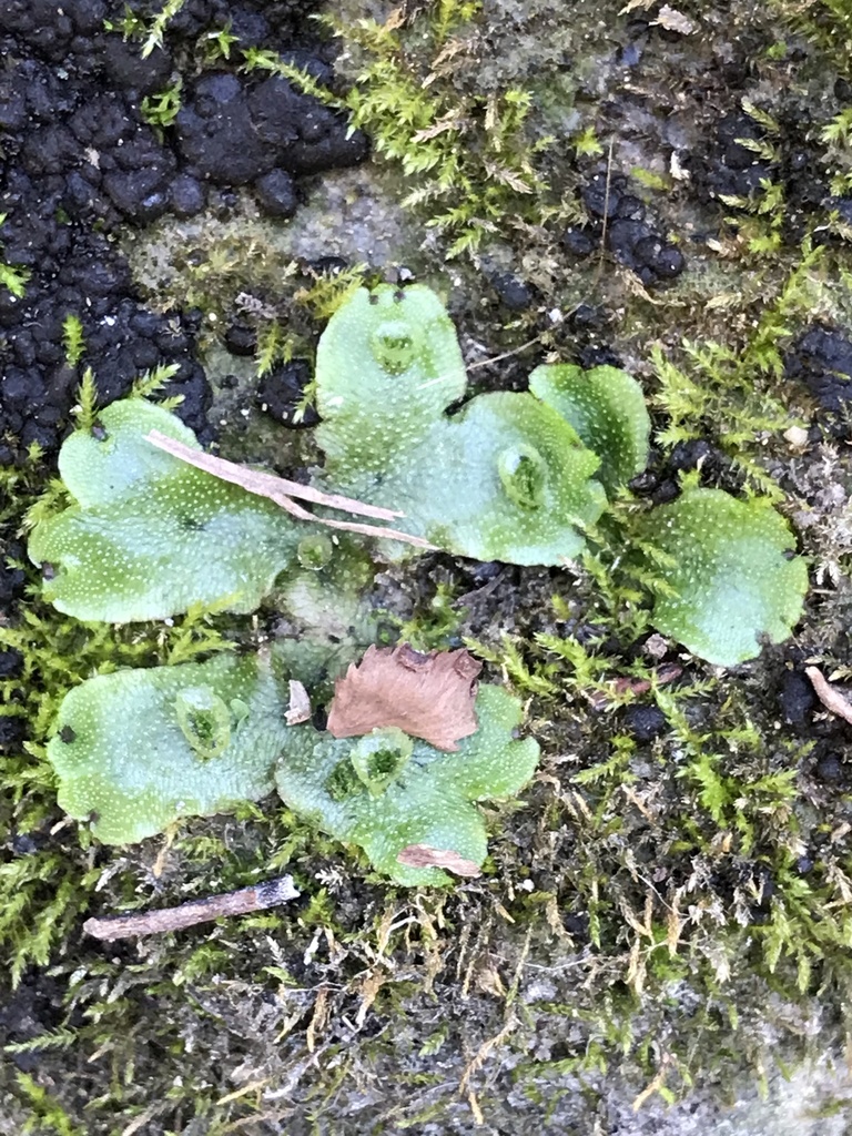 Marchantia inflexa from Nature Center Dr, Austin, TX, US on March 20 ...