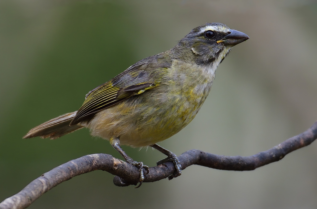 Saltator grandis grandis from Cabo Corrientes, Jalisco, Mexico on March ...