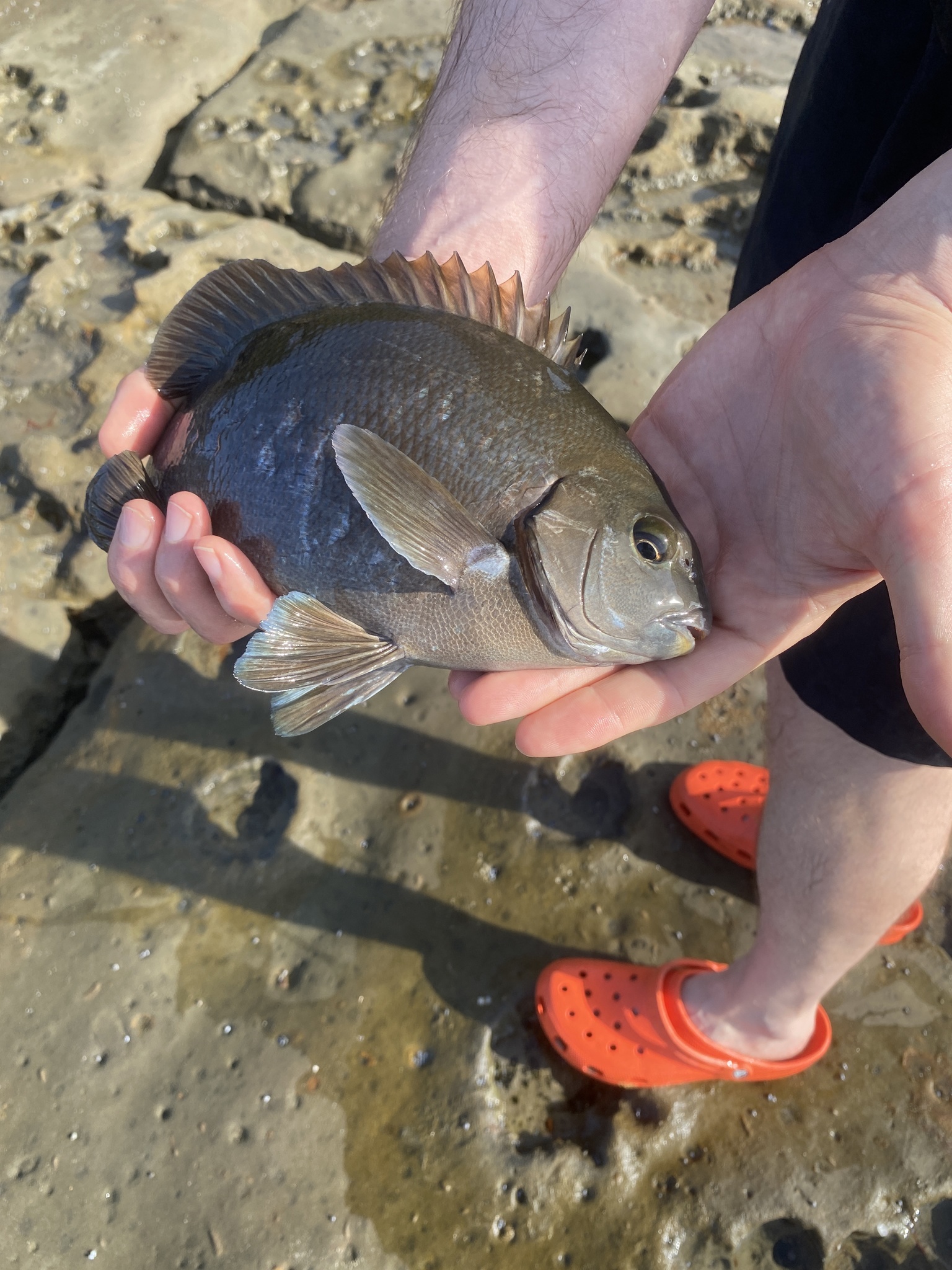 Girella elevata Macleay, 1881