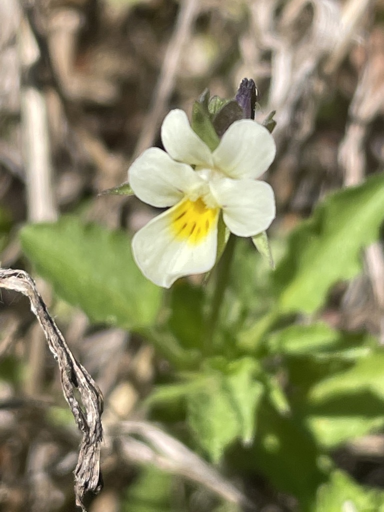 European field pansy (Plants of Long Branch/Glencarlyn Park) · iNaturalist